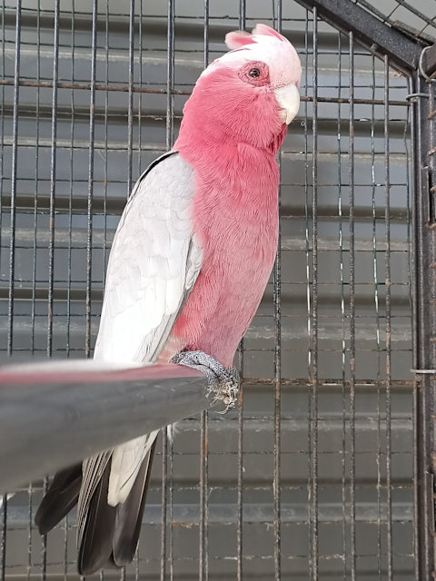Galah & Cage For Sale | Birds | Gumtree Australia Caboolture Area ...
