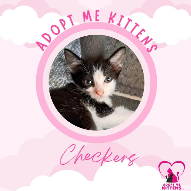 CHECKERS, M, 24/06/24 CAT/KITTEN ADOPTION, ADOPT ME KITTENS CAIRNS ...