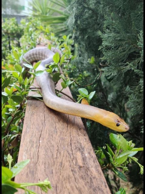 South Australian Woma Python | Reptiles & Amphibians | Gumtree ...