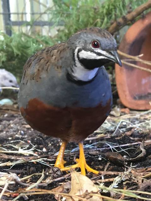 BUTTON/KING QUAILS: SILVER AND BROWN PAIRS/ RARE QUATTRO (GROUP OF 4 ...