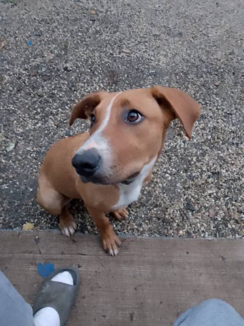 Maxi the puppy | Dogs & Puppies | Gumtree Australia Byron Area - Byron ...