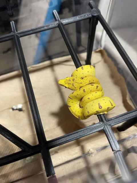 Hatchling Green tree pythons | Reptiles & Amphibians | Gumtree ...