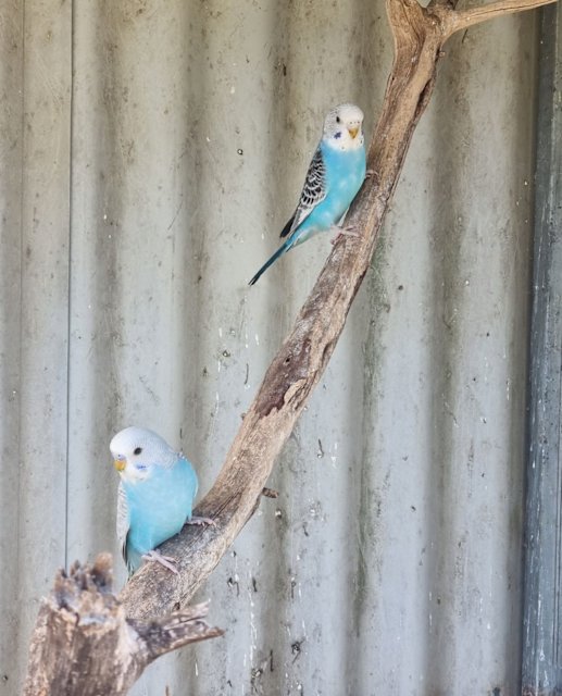 Young budgies | Birds | Gumtree Australia Young Area - Young | 1338508455