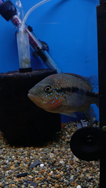 umbee cichlid. kronoheros cf umbriferus rio magdalena | Fish | Gumtree ...