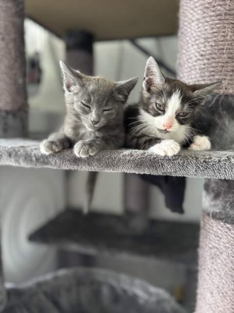 Ragdoll x Burmese Kittens | Cats & Kittens | Gumtree Australia Maitland ...