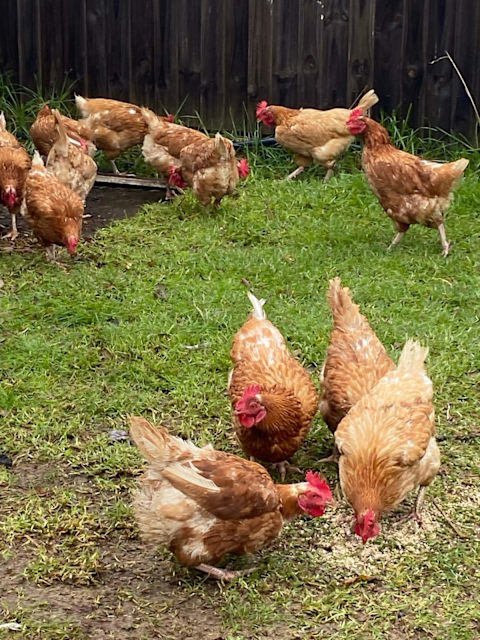CHOOKS ISA BROWN LAYING HENS $15 EACH CALL ONLY ON *******4504 ...