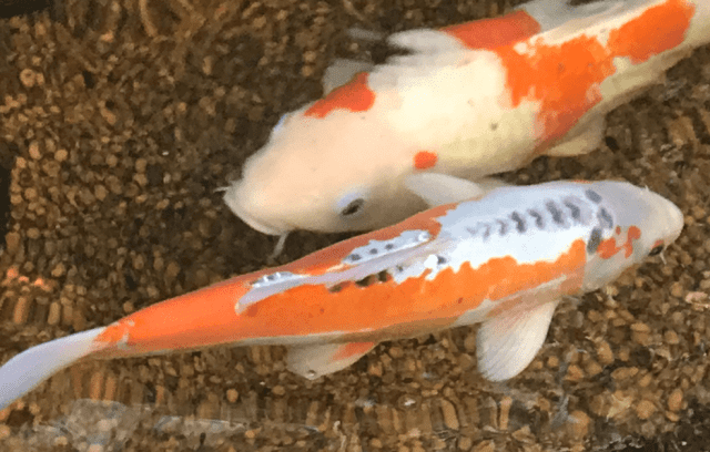 KOI, SHUSUI, GR SANKE, GR KOHAKU, DOITSU KUMONRYU FROM $250 | Fish ...