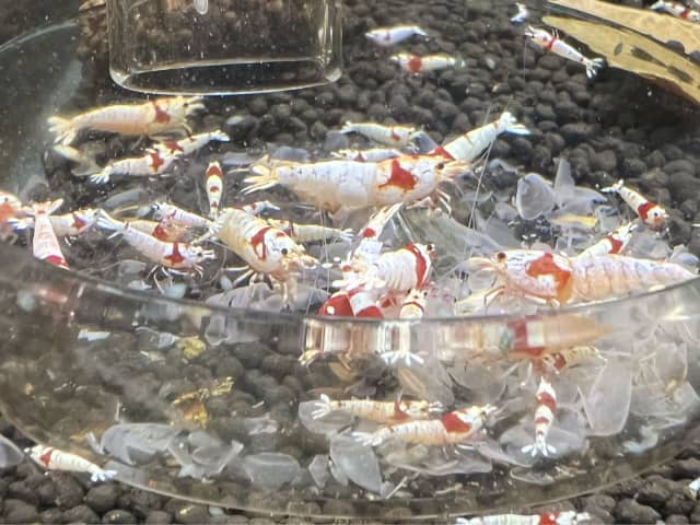 PRL/CRS shrimp (Caridina cantonensis) | Fish | Gumtree Australia Pine ...