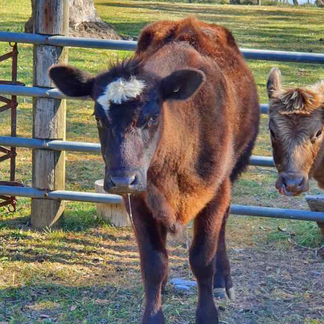 M-Grey Angus X Hefer 10m Old | Livestock | Gumtree Australia ...
