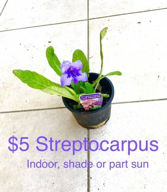 5 Streptocarpus Plants Gumtree Australia Wollondilly Area Oakdale 1311980534