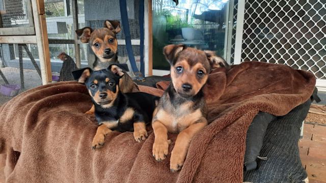 Tibetian Spaniel x Miniture Pincher puppies | Dogs & Puppies | Gumtree ...