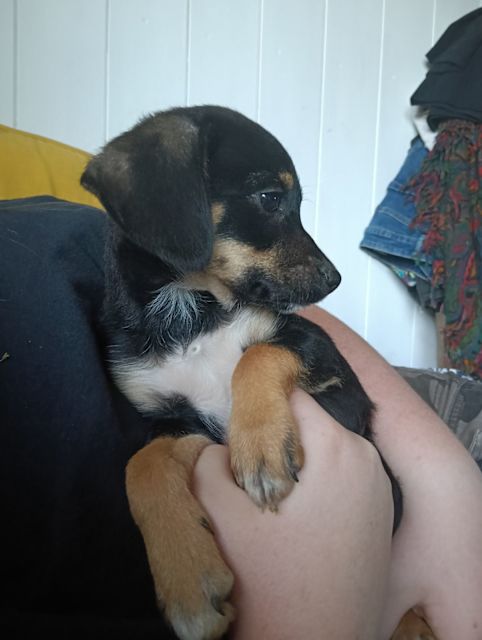 Papillon X Jackapoo | Dogs & Puppies | Gumtree Australia Gympie Area ...