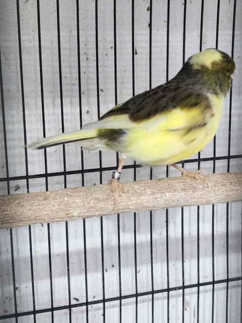 OPEN 7 DAYS. Beautiful Gloster and Fife Canaries. | Birds | Gumtree ...