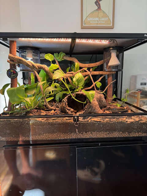 Green Tree Python and Bio-active Enclosure | Reptiles & Amphibians ...