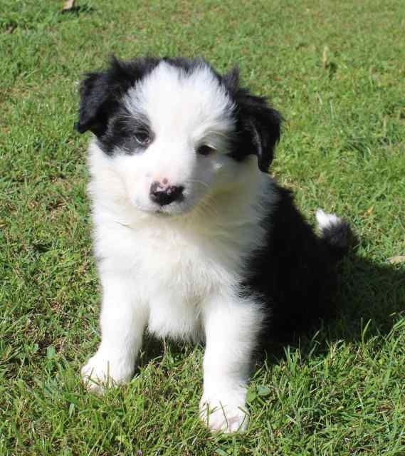 Pure Bred Border Collie Puppies REDUCED FOR NEW HOMES | Dogs & Puppies ...