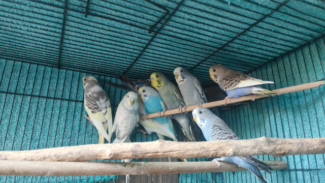 Young budgies | Birds | Gumtree Australia Mudgee Area - Mudgee | 1332231236