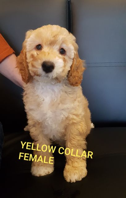 Adorable Spoodle Puppies Waiting Patiently For their Forever Familys ...