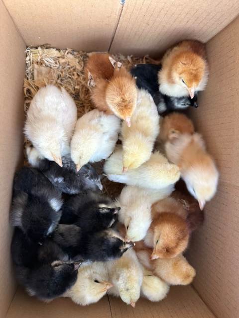 “Chick mas Hatch “Cheep Cheep” | Livestock | Gumtree Australia ...