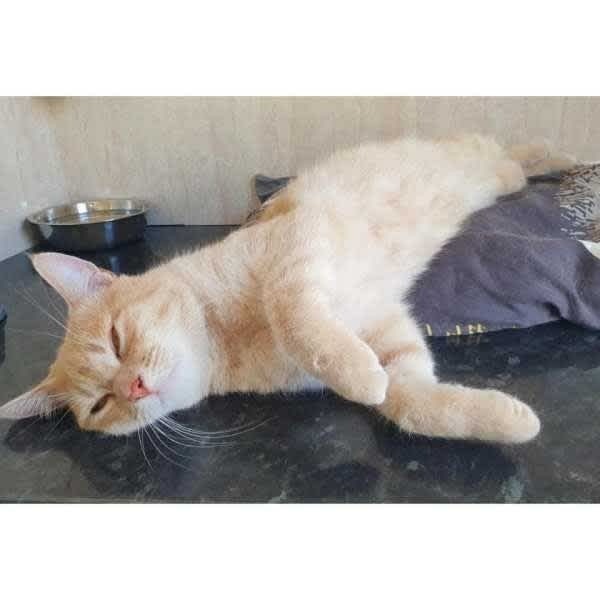 11053 : Tim - CAT for ADOPTION - Vet Work Included | Cats & Kittens ...