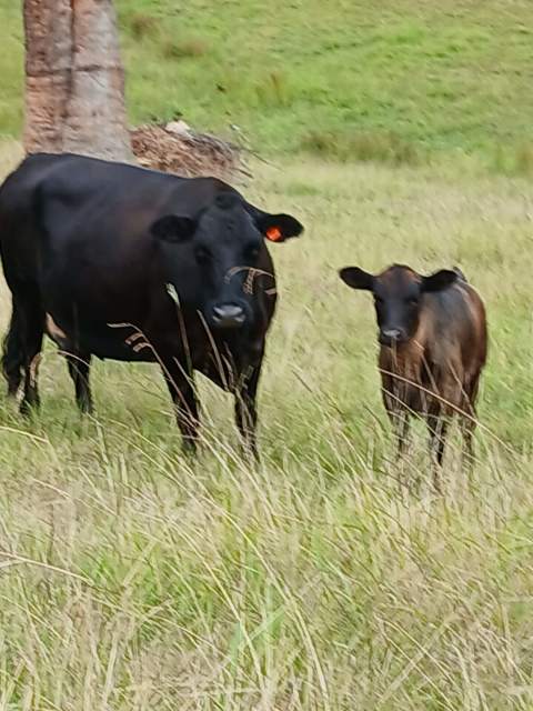 Big Angus Cow And Heifer Calf Livestock Gumtree Australia Greater Taree Area Wingham