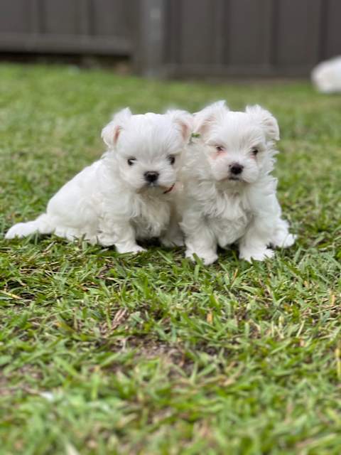 Maltese Puppies | Dogs & Puppies | Gumtree Australia Wyong Area ...