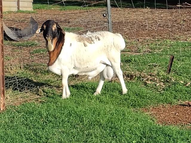 Pure Persian ram sheep / Alpaca | Livestock | Gumtree Australia ...