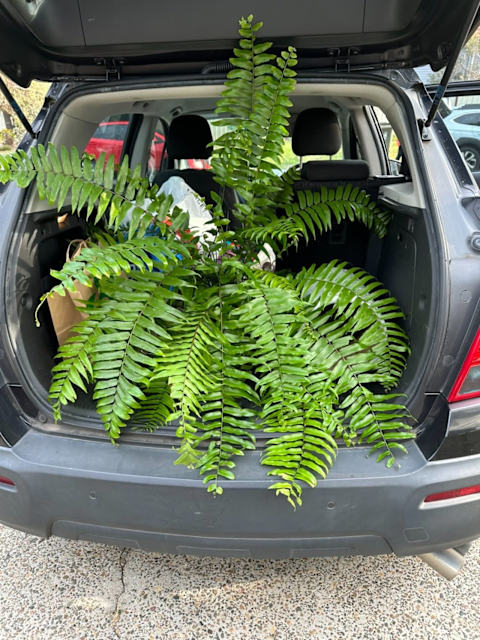 Boston fern / 20-30cm tall / 18cm & 25cm pot / Lush & Lovely - Plants ...