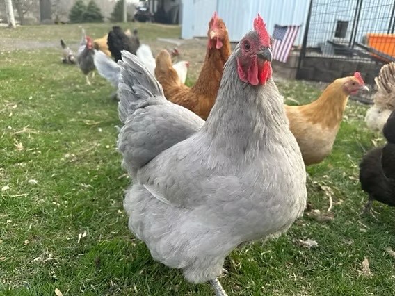 Chickens backyard | Livestock | Gumtree Australia Canning Area ...