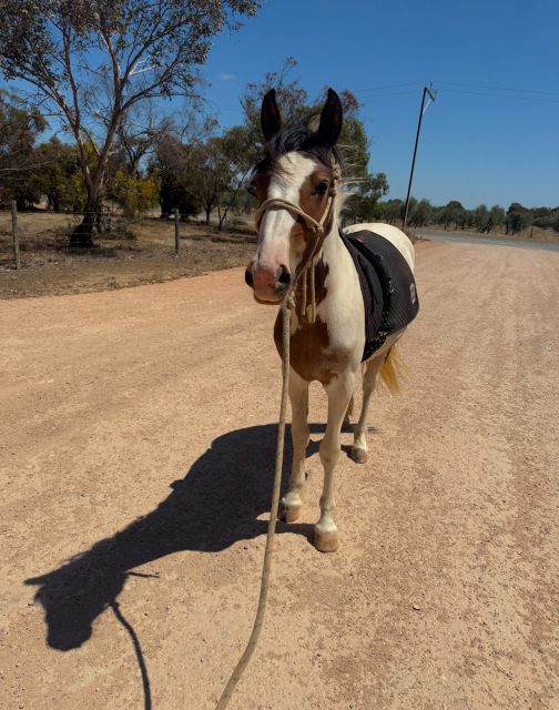 Registerable 16-18 month old gypsy cob cross filly | Horses & Ponies ...