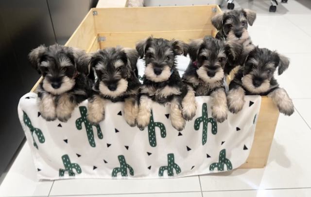 Pure Mini Schnauzers | Dogs & Puppies | Gumtree Australia Brisbane ...
