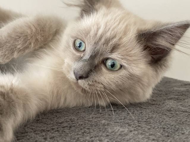 Rare Purbred Blue Mink Ragdoll | Cats & Kittens | Gumtree Australia ...