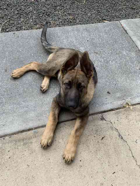 Gorgeous Purebred German Shepherd | Dogs & Puppies | Gumtree Australia ...