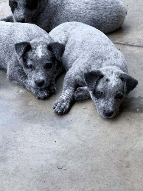 Australian Stumpy tail cattle dog puppies. 8 weeks old | Dogs & Puppies ...