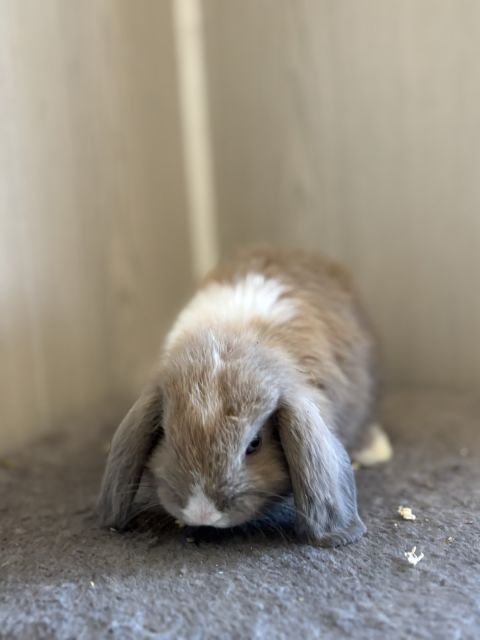 Pure Mini Lop bunnies | Rabbits | Gumtree Australia Port Stephens Area ...