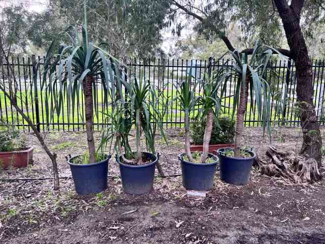Dragon trees for sale - Plants in Maida Vale WA | Gumtree Australia