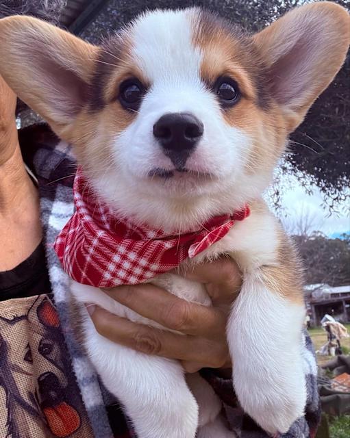6 Beautiful male Corgis puppies | Dogs & Puppies | Gumtree Australia ...