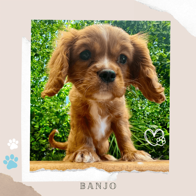 Beautiful Purebred Cavalier King Charles Spaniel Puppies. DNA Clear ...