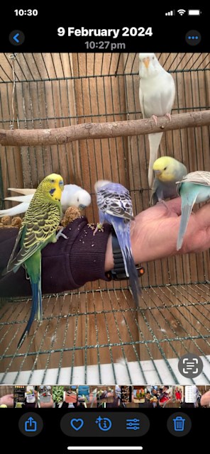 Young well timed budgies | Birds | Gumtree Australia Whittlesea Area ...
