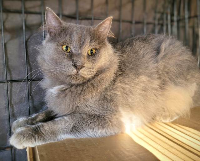 Adopt Munch | Cats & Kittens | Gumtree Australia North Burnett Area ...