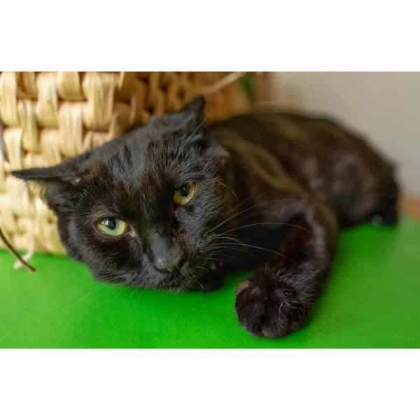 10753 : Biggie - CAT for ADOPTION - Vet Work Included | Cats & Kittens ...