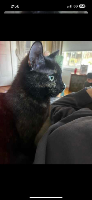 Rescue -12 months old sweet girl | Cats & Kittens | Gumtree Australia ...