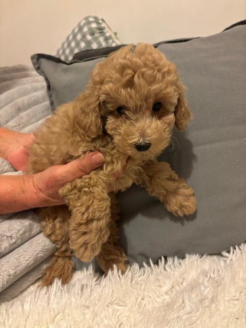 URGENT SALE X1 Pure Toy Poodle puppy AVAILABLE NOW | Dogs & Puppies ...