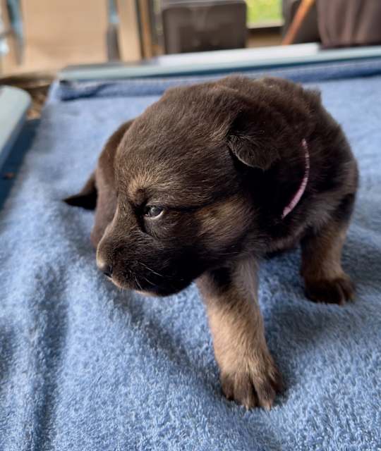 ONLY 2 Left!!!! ADVENTURE-READY PUPPIES LOOKING FOR FOREVER HOMES ...