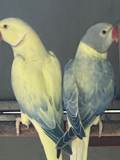 Indian ringneck opaline cleartail breeding pairs and young | Birds ...