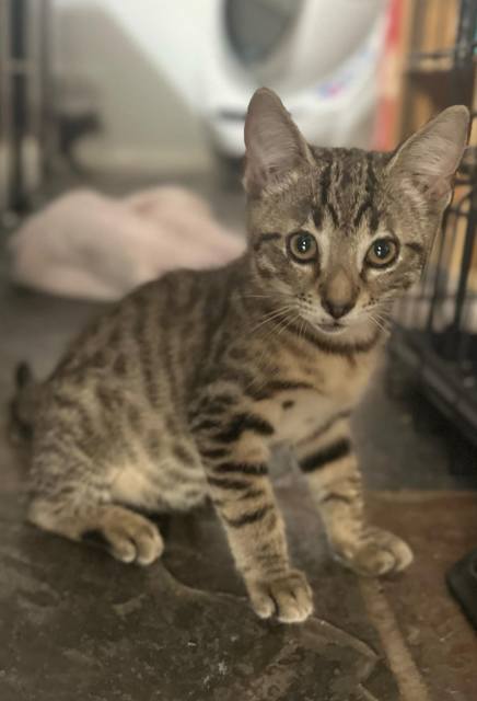 Sam-Perth Animal Rescue Inc vet work cat/kitten | Cats & Kittens ...