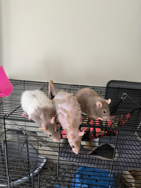 3 beautiful, young female pet rats EVERYTHING INCLUDED | Other Pets ...