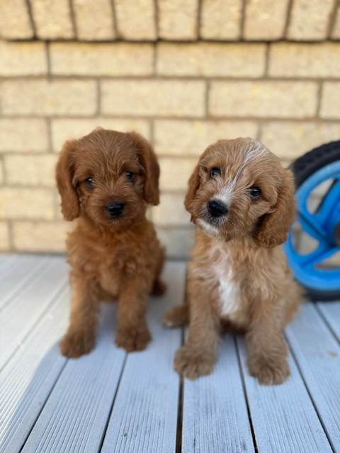 1st Generation Cavoodle Puppies Ready Now Phantom Ruby Boys and Girls ...