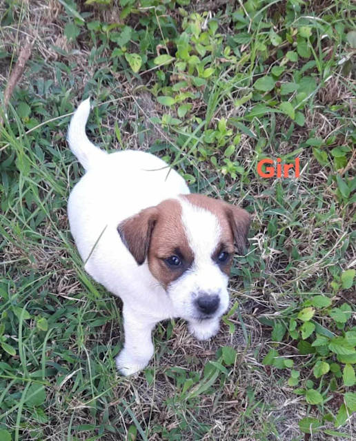 Pure Jack Russell Puppies | Dogs & Puppies | Gumtree Australia South ...