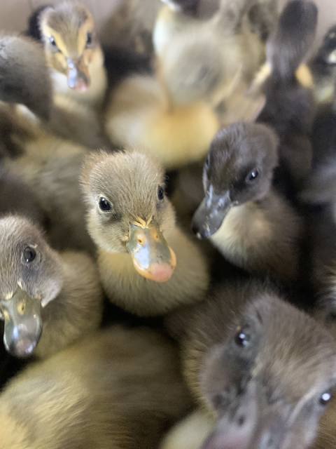 Purebred Indian Runner Ducklings | Birds | Gumtree Australia Central ...
