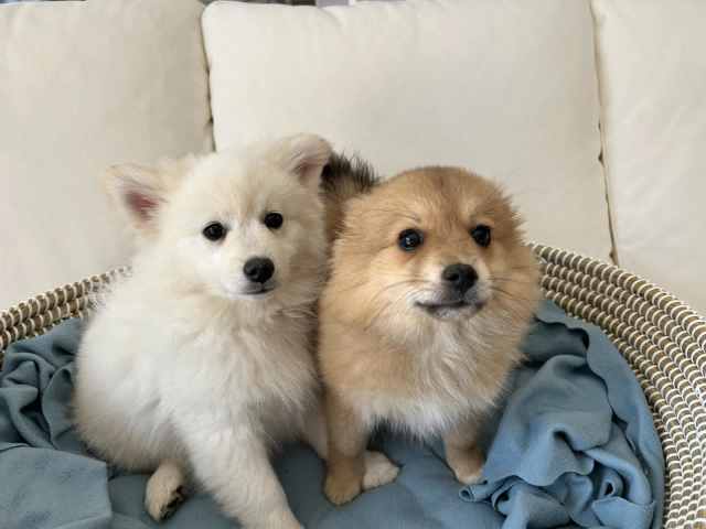 2 Pom x Spitz NEED GONE TODAY | Dogs & Puppies | Gumtree Australia ...